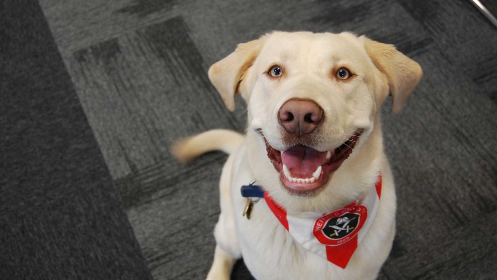 An update on our very own Blade